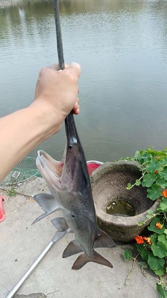 鸭嘴鲟图片_鸭嘴鲟长什么样-第1张图片-山城妙识