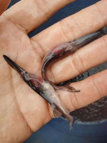 鸭嘴鲟图片_鸭嘴鲟长什么样-第2张图片-山城妙识