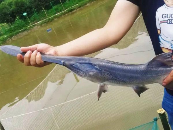 鸭嘴鲟图片_鸭嘴鲟长什么样-第3张图片-山城妙识