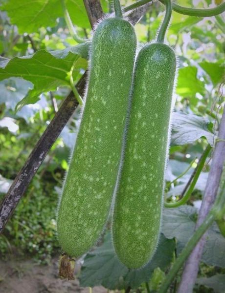 节瓜图片_节瓜的功效与作用-第3张图片-山城妙识