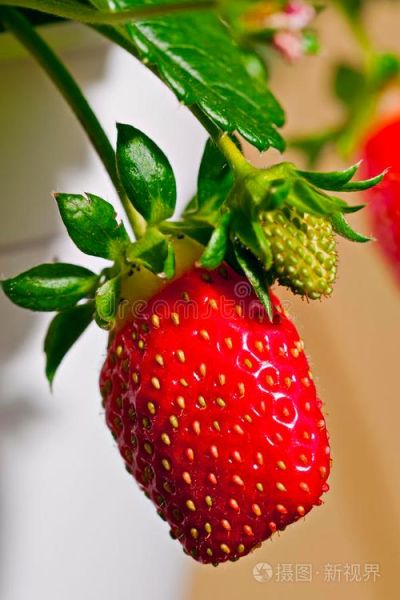 草莓图片高清_如何拍出诱人红色-第1张图片-山城妙识