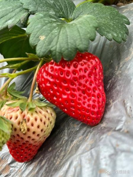 草莓图片高清_如何拍出诱人红色-第2张图片-山城妙识