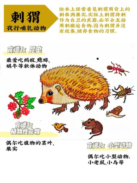 刺猬怎么养_刺猬吃什么食物-第2张图片-山城妙识