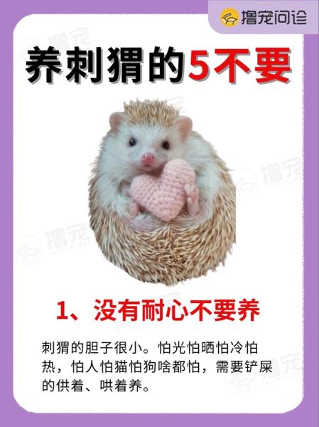 刺猬怎么养_刺猬吃什么食物-第3张图片-山城妙识