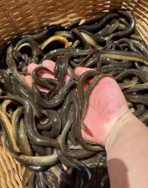 清水养泥鳅能活多久_泥鳅清水养殖寿命-第1张图片-山城妙识 清水养泥鳅能活多久_泥鳅清水养殖寿命-第1张图片-山城妙识