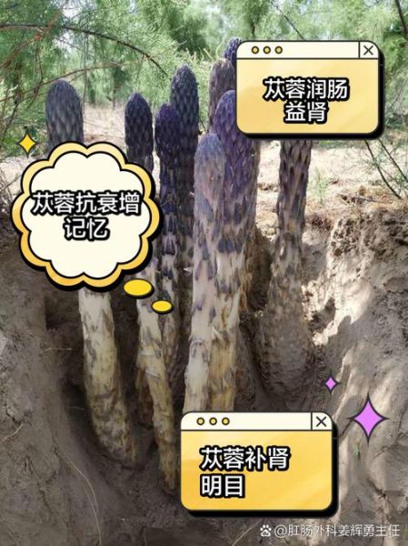 肉苁蓉吃几次能壮阳_肉苁蓉壮阳多久见效-第1张图片-山城妙识 肉苁蓉吃几次能壮阳_肉苁蓉壮阳多久见效-第1张图片-山城妙识