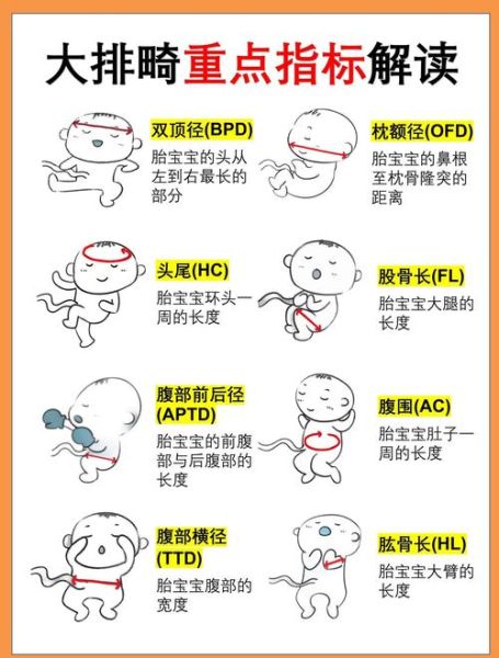 大排畸和小排畸的区别是什么_检查时间项目费用全解析-第1张图片-山城妙识 大排畸和小排畸的区别是什么_检查时间项目费用全解析-第1张图片-山城妙识