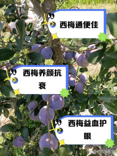 西梅的营养价值与功效_西梅的作用有哪些-第1张图片-山城妙识 西梅的营养价值与功效_西梅的作用有哪些-第1张图片-山城妙识