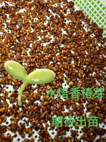 香椿籽图片_香椿籽怎么种植-第2张图片-山城妙识