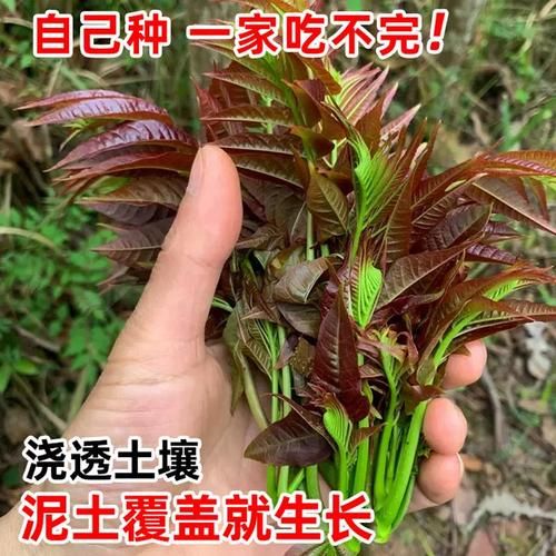 香椿籽图片_香椿籽怎么种植-第3张图片-山城妙识