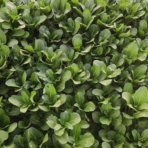 菜心和芥蓝的区别_哪个更好吃-第1张图片-山城妙识 菜心和芥蓝的区别_哪个更好吃-第1张图片-山城妙识