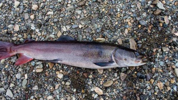 哲罗鱼多少钱一斤_哲罗鱼怎么做好吃-第1张图片-山城妙识 哲罗鱼多少钱一斤_哲罗鱼怎么做好吃-第1张图片-山城妙识