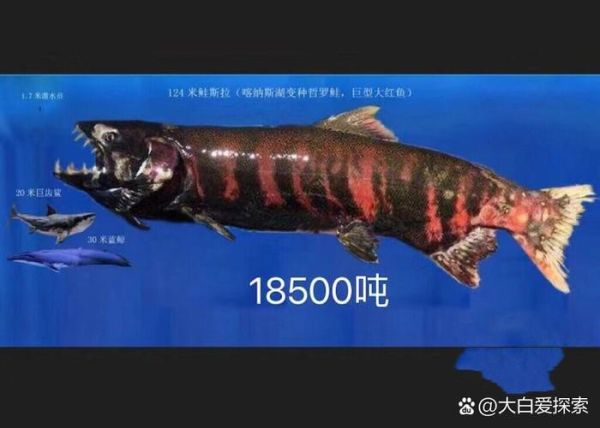 哲罗鱼多少钱一斤_哲罗鱼怎么做好吃-第2张图片-山城妙识 哲罗鱼多少钱一斤_哲罗鱼怎么做好吃-第2张图片-山城妙识