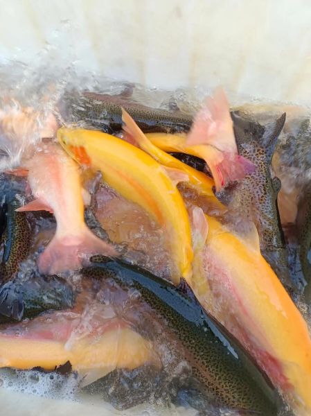 哲罗鱼多少钱一斤_哲罗鱼怎么做好吃-第3张图片-山城妙识 哲罗鱼多少钱一斤_哲罗鱼怎么做好吃-第3张图片-山城妙识