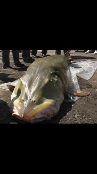 最大的鲟鳇鱼3000斤_它到底有多大-第1张图片-山城妙识