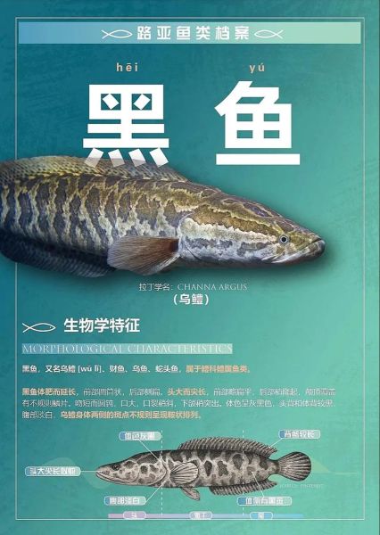 黑鱼有毒吗_黑鱼毒素真相-第1张图片-山城妙识