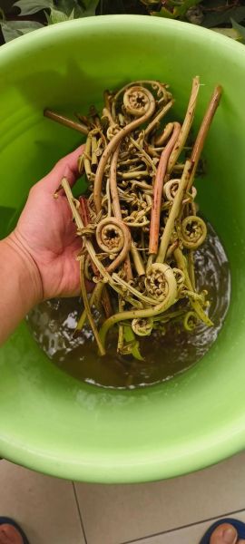 厥菜不能和什么一起吃_厥菜相克食物有哪些-第3张图片-山城妙识