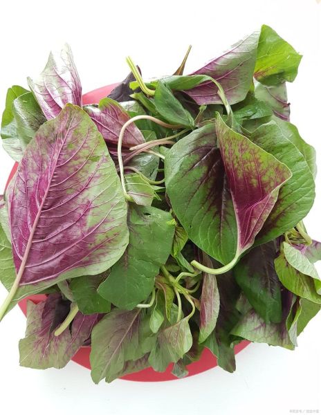 苋菜用不用焯水_焯水后营养会流失吗-第2张图片-山城妙识