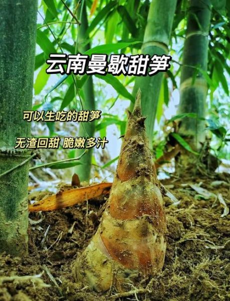 马蹄笋的功效与作用_孕妇能吃吗-第3张图片-山城妙识 马蹄笋的功效与作用_孕妇能吃吗-第3张图片-山城妙识