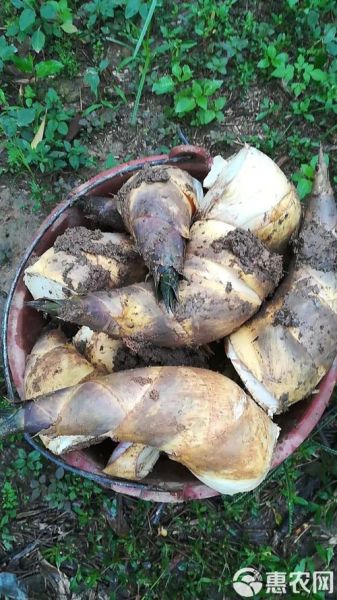 马蹄笋的功效与作用_孕妇能吃吗-第1张图片-山城妙识 马蹄笋的功效与作用_孕妇能吃吗-第1张图片-山城妙识