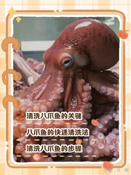 八爪鱼怎么清洗_八爪鱼内脏在哪-第1张图片-山城妙识