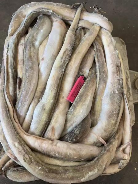 鳗鱼多少钱一斤_鳗鱼为什么这么贵-第2张图片-山城妙识