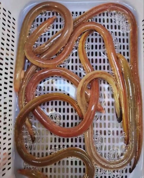 鳗鱼多少钱一斤_鳗鱼为什么这么贵-第1张图片-山城妙识