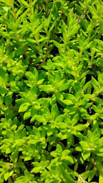 长寿菜是什么菜_长寿菜的功效与作用-第3张图片-山城妙识 长寿菜是什么菜_长寿菜的功效与作用-第3张图片-山城妙识