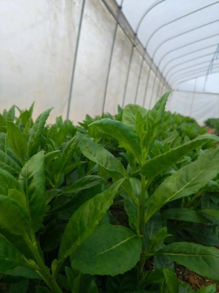 长寿菜是什么菜_长寿菜的功效与作用-第1张图片-山城妙识 长寿菜是什么菜_长寿菜的功效与作用-第1张图片-山城妙识