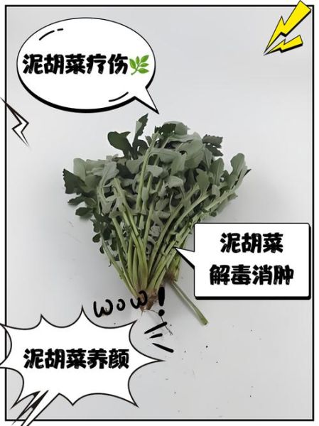 长寿菜是什么菜_长寿菜的功效与作用-第2张图片-山城妙识 长寿菜是什么菜_长寿菜的功效与作用-第2张图片-山城妙识