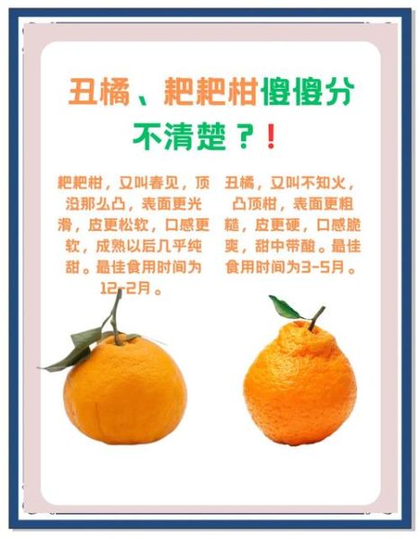 柑和橘的区别_柑和橘哪个好吃-第1张图片-山城妙识 柑和橘的区别_柑和橘哪个好吃-第1张图片-山城妙识
