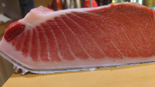 蓝鳍金枪鱼最大记录_世界纪录是多少-第2张图片-山城妙识 蓝鳍金枪鱼最大记录_世界纪录是多少-第2张图片-山城妙识