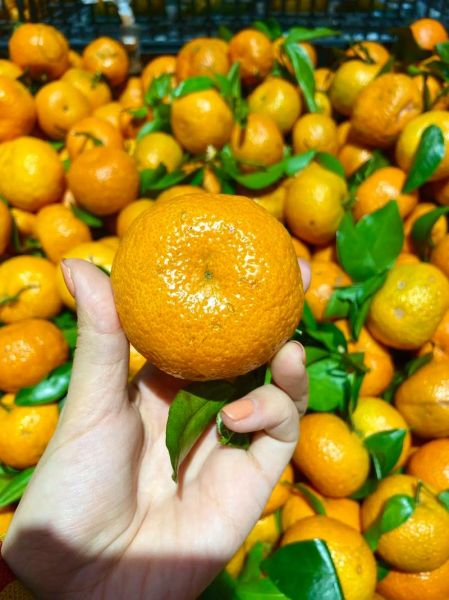 砂糖桔图片_如何挑选新鲜砂糖桔-第2张图片-山城妙识