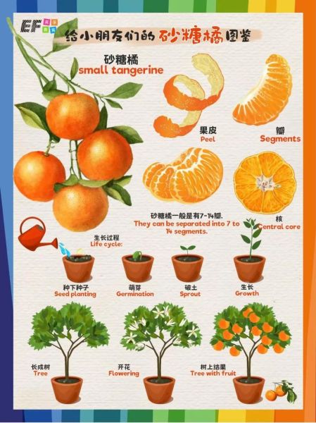 砂糖桔图片_如何挑选新鲜砂糖桔-第1张图片-山城妙识