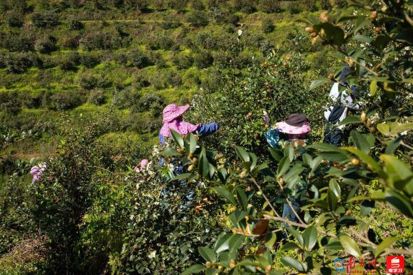 油茶树种植技术_油茶树几年结果-第2张图片-山城妙识