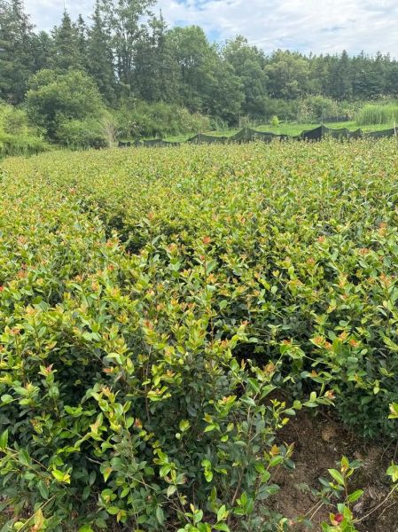 油茶树种植技术_油茶树几年结果-第3张图片-山城妙识