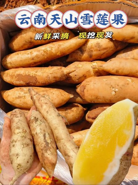 天山雪莲果怎么吃_天山雪莲果的吃法大全-第2张图片-山城妙识