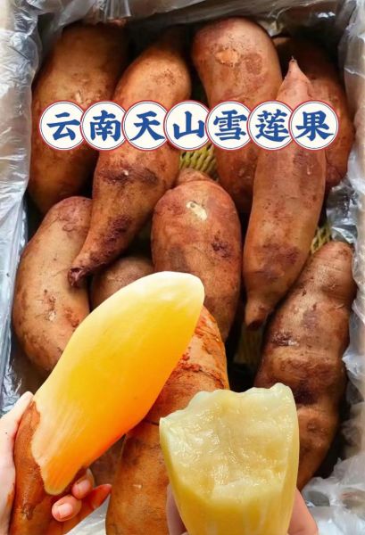 天山雪莲果怎么吃_天山雪莲果的吃法大全-第3张图片-山城妙识