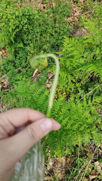 猫爪菜和蕨菜的区别_哪个更好吃-第3张图片-山城妙识