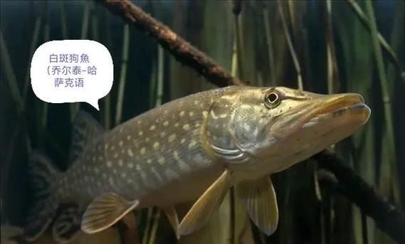 抚远鲟鳇鱼多少钱一斤_正宗产地价格行情-第1张图片-山城妙识 抚远鲟鳇鱼多少钱一斤_正宗产地价格行情-第1张图片-山城妙识