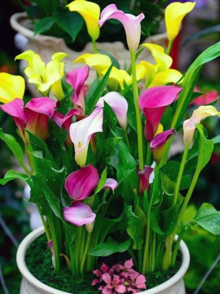 马蹄莲真实图片长什么样_如何辨别真假马蹄莲-第1张图片-山城妙识