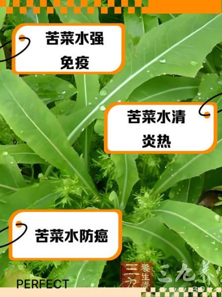 苦菜泡水喝的功效_苦菜泡水能天天喝吗-第3张图片-山城妙识