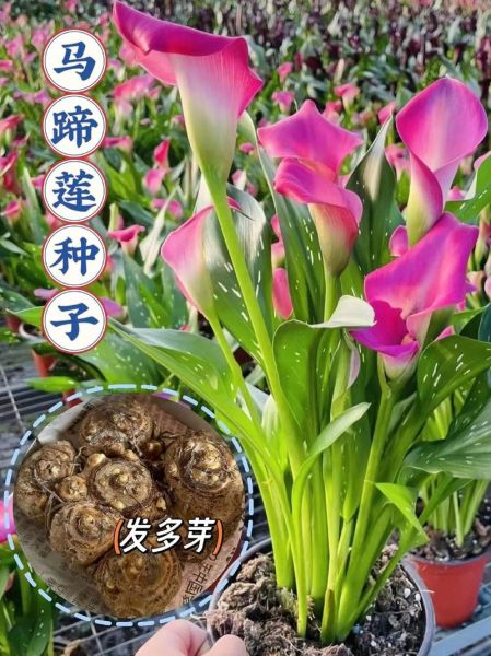 马蹄莲真实图片长什么样_如何辨别真假马蹄莲-第2张图片-山城妙识