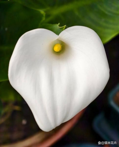 马蹄莲真实图片长什么样_如何辨别真假马蹄莲-第3张图片-山城妙识