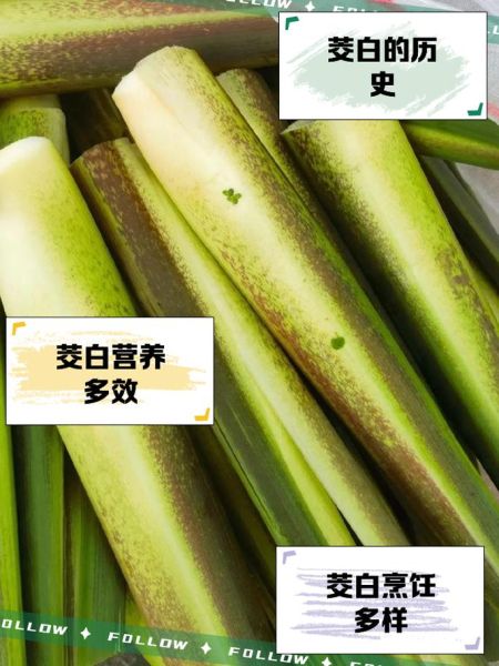 茭白在农村叫什么_茭白各地土名大全-第1张图片-山城妙识 茭白在农村叫什么_茭白各地土名大全-第1张图片-山城妙识