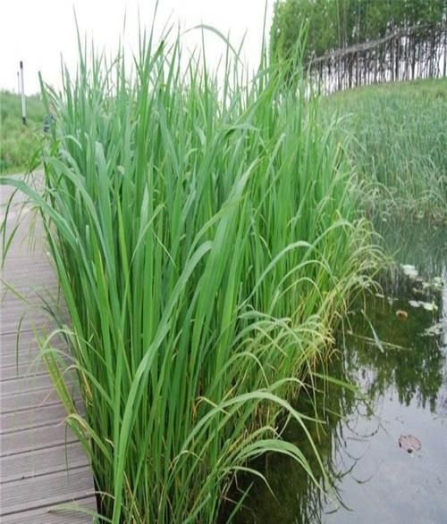 茭白在农村叫什么_茭白各地土名大全-第3张图片-山城妙识 茭白在农村叫什么_茭白各地土名大全-第3张图片-山城妙识