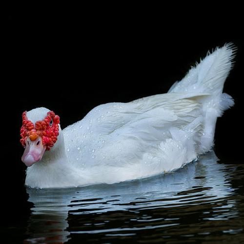 番鸭有毒吗_番鸭吃了会中毒吗-第3张图片-山城妙识