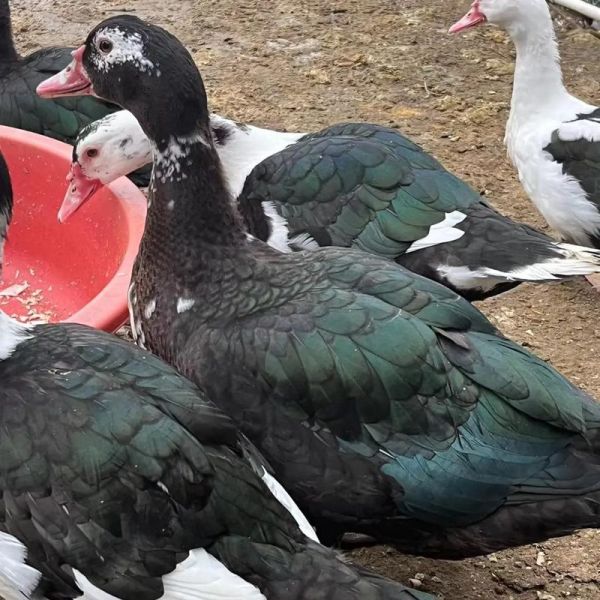 番鸭有毒吗_番鸭吃了会中毒吗-第2张图片-山城妙识