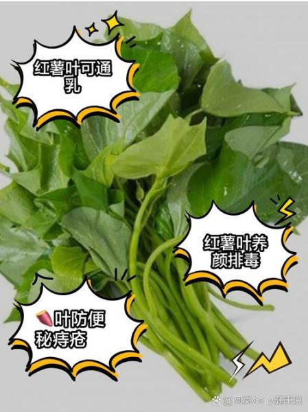 红薯叶子能吃吗_红薯叶子的营养价值-第3张图片-山城妙识
