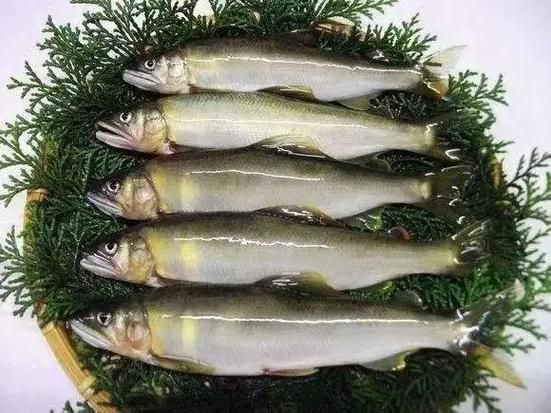 日本的香鱼是什么鱼_香鱼为什么叫香鱼-第2张图片-山城妙识